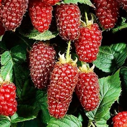 Loganberry - Horticentre - Your Family Run Garden Centre in Wakefield ...