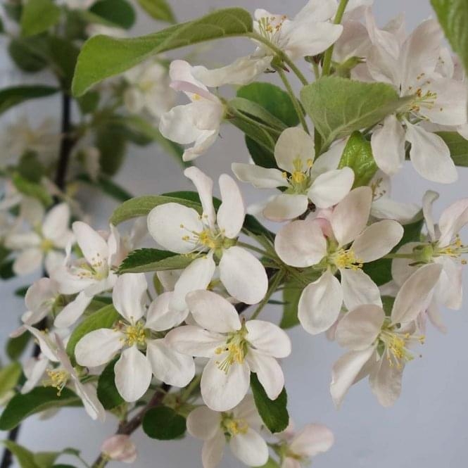 Malus Gorgeous Crab Apple - Horticentre - Your Family Run Garden Centre ...