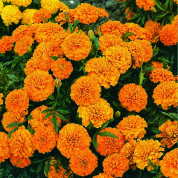 Marigold Boy O Boy Mixed- Kings Seeds - Horticentre - Your Family Run ...