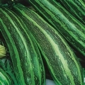 Marrow Long Green Bush 4 Kings Seeds - Horticentre - Your Family Run ...