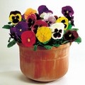 Pansy Large Flower Mix - Kings Seeds - Horticentre - Your Family Run ...