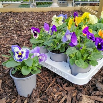 Pansy Pot 9Cm - Our Selection - Horticentre - Your Family Run Garden ...