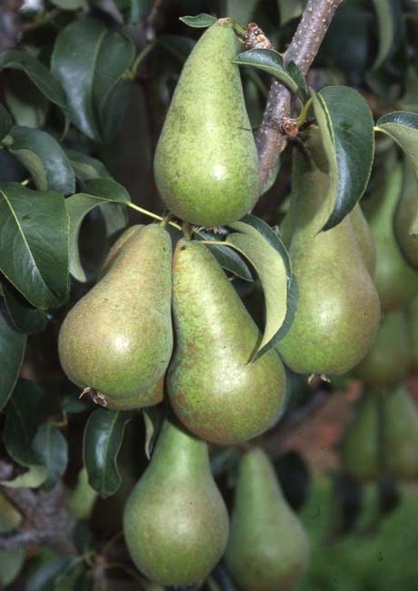 Pear Concorde Bush Quince Eline - Horticentre - Your Family Run Garden Centre in Wakefield and ...