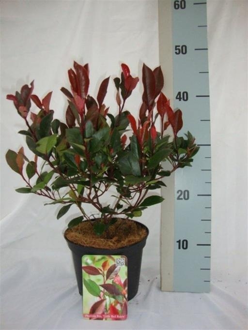 Photinia Little Red Robin C2 - Horticentre - Your Family Run Garden ...
