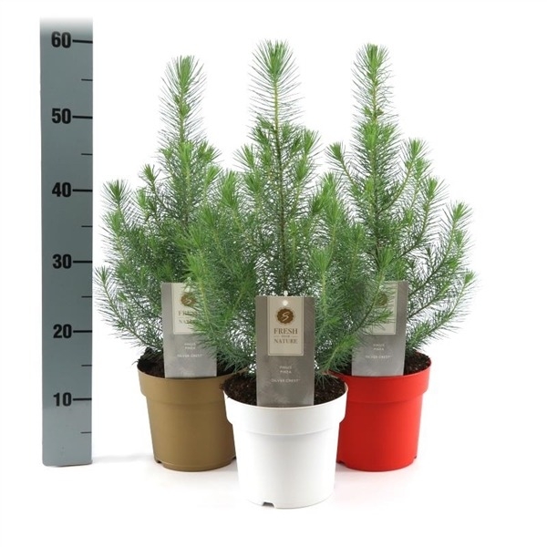 Pinus Pinea Silvercrest P17 Pot C.50Cm - Horticentre - Your Family Run ...