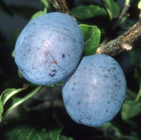 Plum Herman Bush Vva-1 Dwarf 12 Litre Pot - Horticentre - Your Family ...