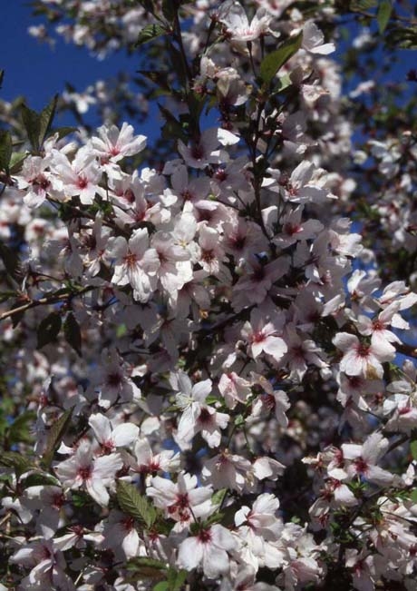 Prunus Incisa The Bride Ornamental Cherry - Horticentre - Your Family ...