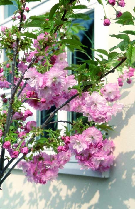 Prunus 'Little Pink Perfection' Ornamental Cherry Patio Top Worked At ...