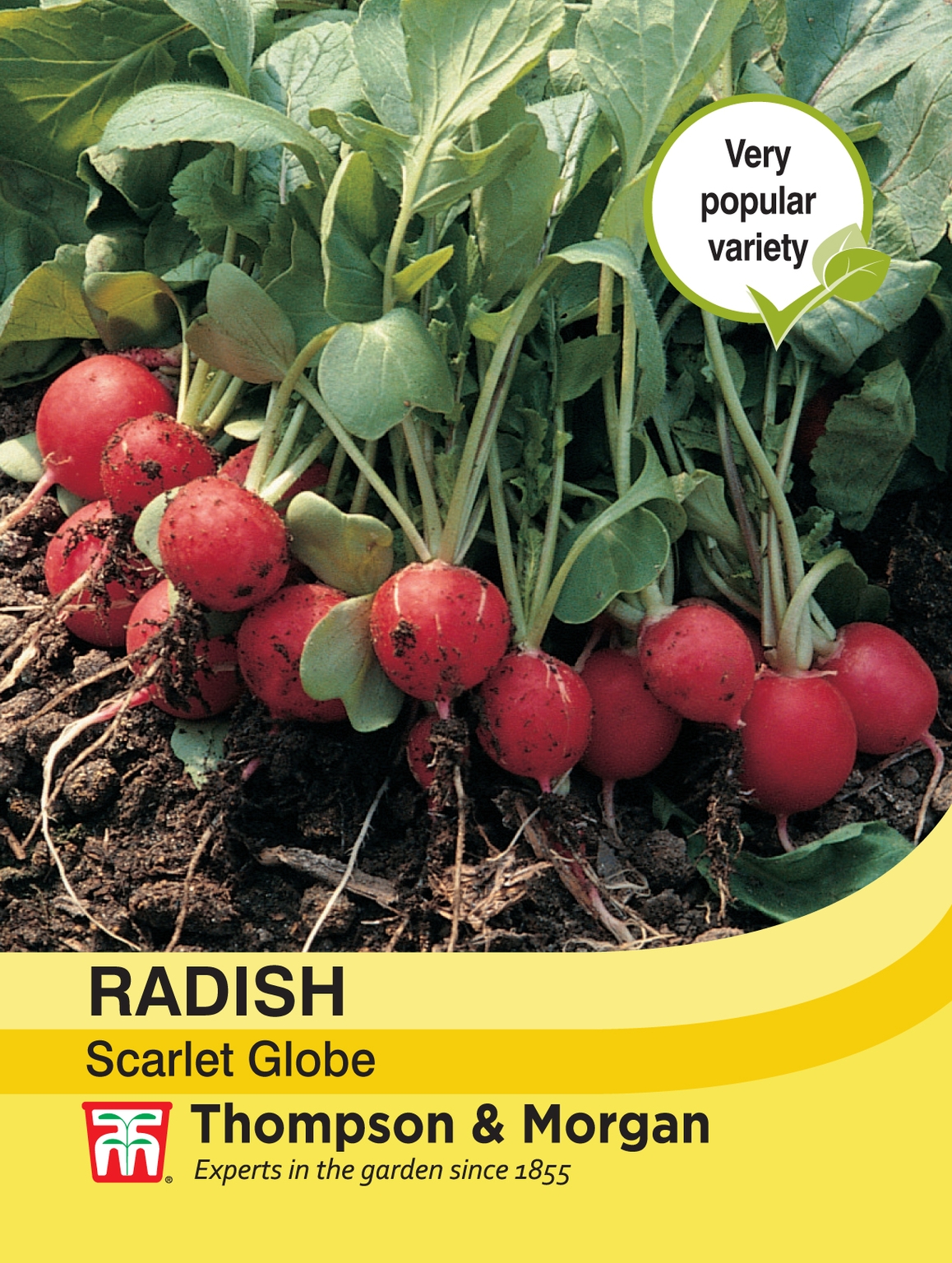 Radish - Scarlet Globe - Thompson and Morgan Seed Pack - Horticentre ...