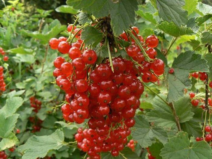 Redcurrant Rosetta - Horticentre - Your Family Run Garden Centre in ...