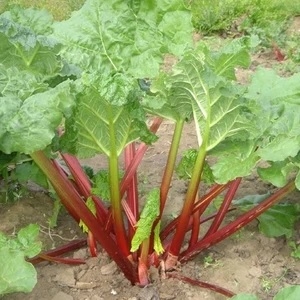 Rhubarb Timperley Early - Horticentre - Your Family Run Garden Centre ...
