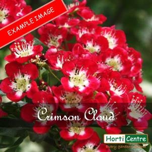 Rose Crimson Cascade Climber - Horticentre - Your Family Run Garden ...