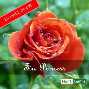 Rose Fire Princess Patio Rose - Horticentre - Your Family Run Garden ...