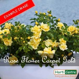 Rose Flower Carpet Gold Ground Cover - Horticentre - Your Family Run ...
