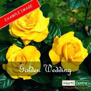 Rose Golden Wedding Hybrid Tea - Horticentre - Your Family Run Garden ...
