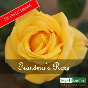 Rose Grandma's Rose Floribunda - Horticentre - Your Family Run Garden ...
