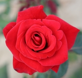 Rose Happy Ruby Wedding Hybrid Tea - Horticentre - Your Family Run ...