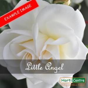 Rose Sunseeker Patio - Horticentre - Your Family Run Garden Centre in ...