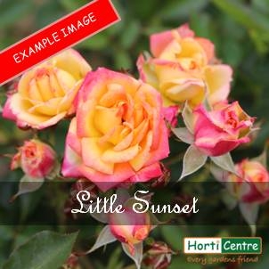 Rose Little Sunset Patio - Horticentre - Your Family Run Garden Centre ...