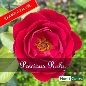 Rose Precious Ruby Hybrid Tea - Horticentre - Your Family Run Garden ...