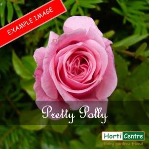 Rose Pretty Polly Patio - Horticentre - Your Family Run Garden Centre ...