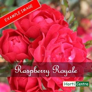 Rose Raspberry Royale Patio - Horticentre - Your Family Run Garden ...