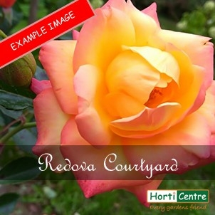 Rose Redova Courtyard Climbing - Horticentre - Your Family Run Garden ...