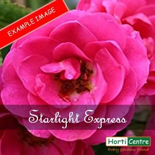 Rose Starlight Express Climber - Horticentre - Your Family Run Garden ...
