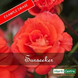 Rose Sunseeker Patio - Horticentre - Your Family Run Garden Centre in ...