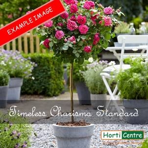 Rose Timeless Charisma Standard - Horticentre - Your Family Run Garden ...