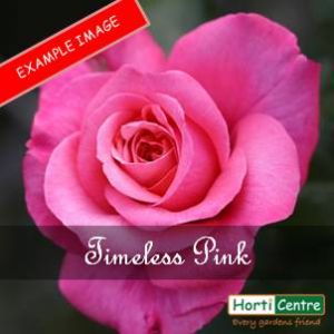 Rose Timeless Pink Hybrid Tea - Horticentre - Your Family Run Garden ...
