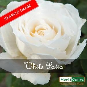 Rose White Patio Patio - Horticentre - Your Family Run Garden Centre in ...