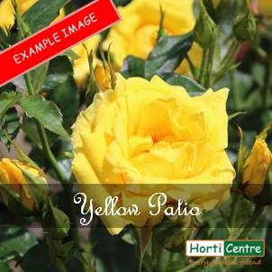 Rose Yellow Patio Patio - Horticentre - Your Family Run Garden Centre ...