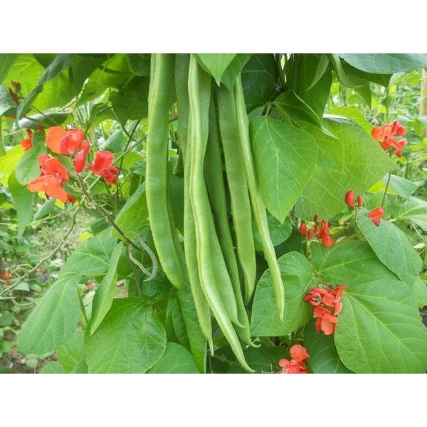 Runner Bean Benchmaster Kings Seeds - Horticentre - Your Family Run ...