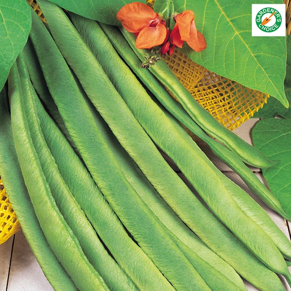Runner Bean Enorma Kings Seeds - Horticentre - Your Family Run Garden ...