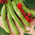Runner Bean Polestar Kings Seeds - Horticentre - Your Family Run Garden ...