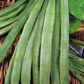 Runner Bean Streamline Kings Seeds - Horticentre - Your Family Run ...