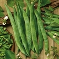 Runner Bean White Lady Kings Seeds - Horticentre - Your Family Run ...