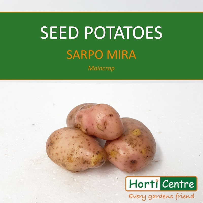 Sarpo Mira Scottish Seed Potatoes 1.5Kg - Horticentre - Your Family Run ...