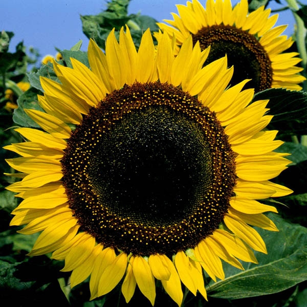 Sunflower Taiyo- Kings Seeds - Horticentre - Your Family Run Garden ...