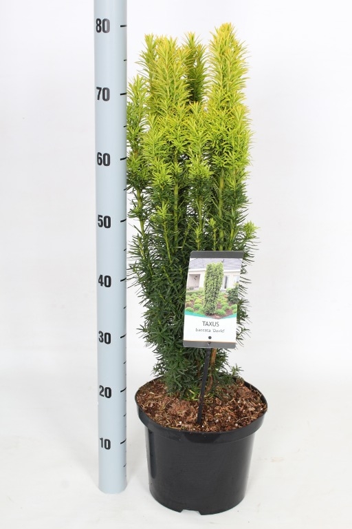 Taxus Baccata David C5 50/60 - Our Selection - Horticentre - Your ...