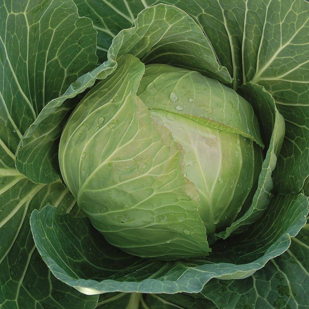 Thompson & Morgan Cabbage - Cabbice F1 Hybrid - Seed Pack - Horticentre ...
