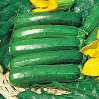 Thompson & Morgan Courgette - Defender F1 Hybrid - Seed Pack ...
