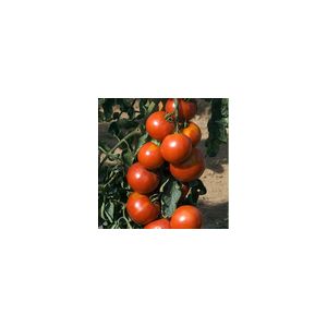 Tomato Harbinger Kings Seeds - Horticentre - Your Family Run Garden ...