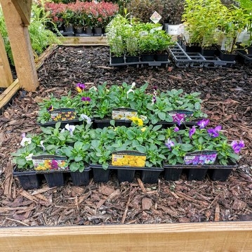 Trailing Pansy 6 Pack - Our Selection - Horticentre - Your Family Run ...