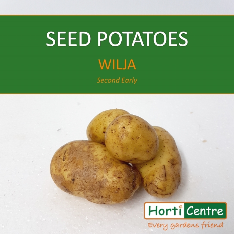 Wilja Scottish Seed Potatoes 1.5Kg - Horticentre - Your Family Run ...